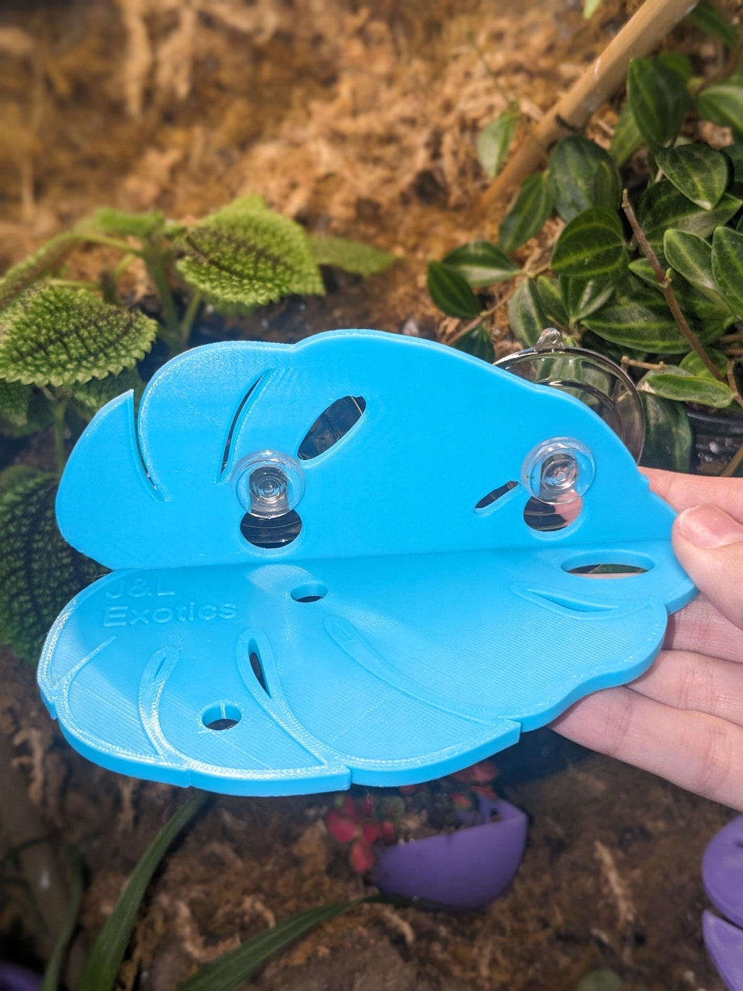 Monstera Gecko Lounger | Crested Gecko | Reptile | Gecko Food Ledge ...