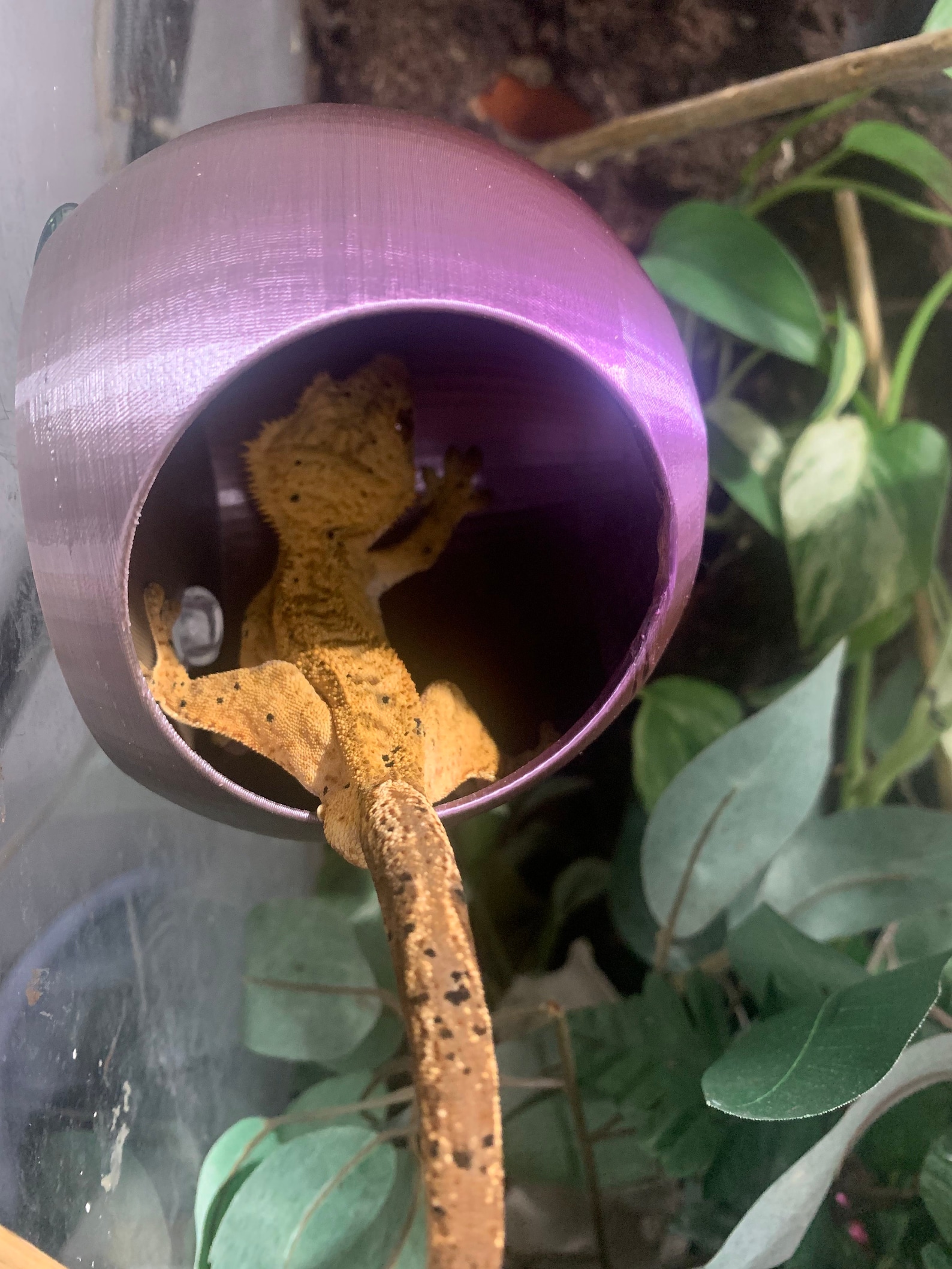 Arboreal Gecko Pod Crested Gecko Hide Reptile Cave 3D - Etsy