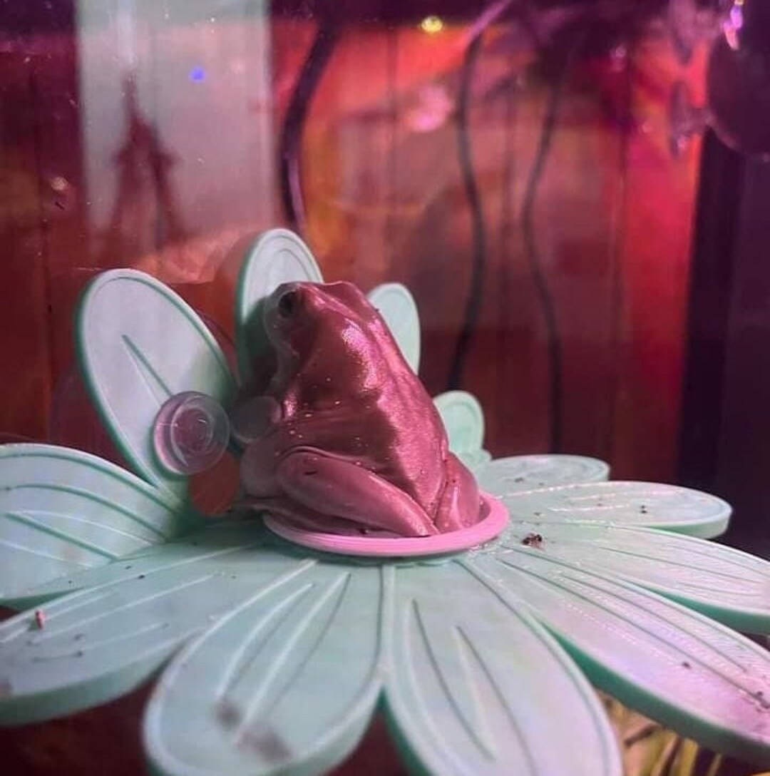 Daisy Flower Feeding Ledge With Dish | Crested Gecko | Reptile | Gecko ...