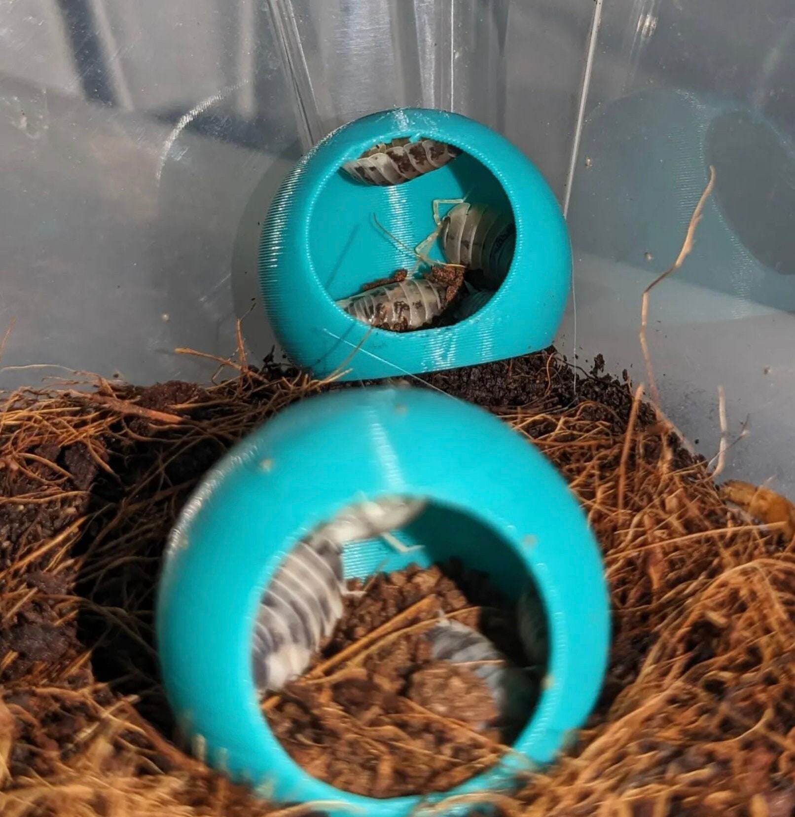 Isopod Mini Hide for Isopods and Bugs Cave for Jumping Spiders Arachnid ...