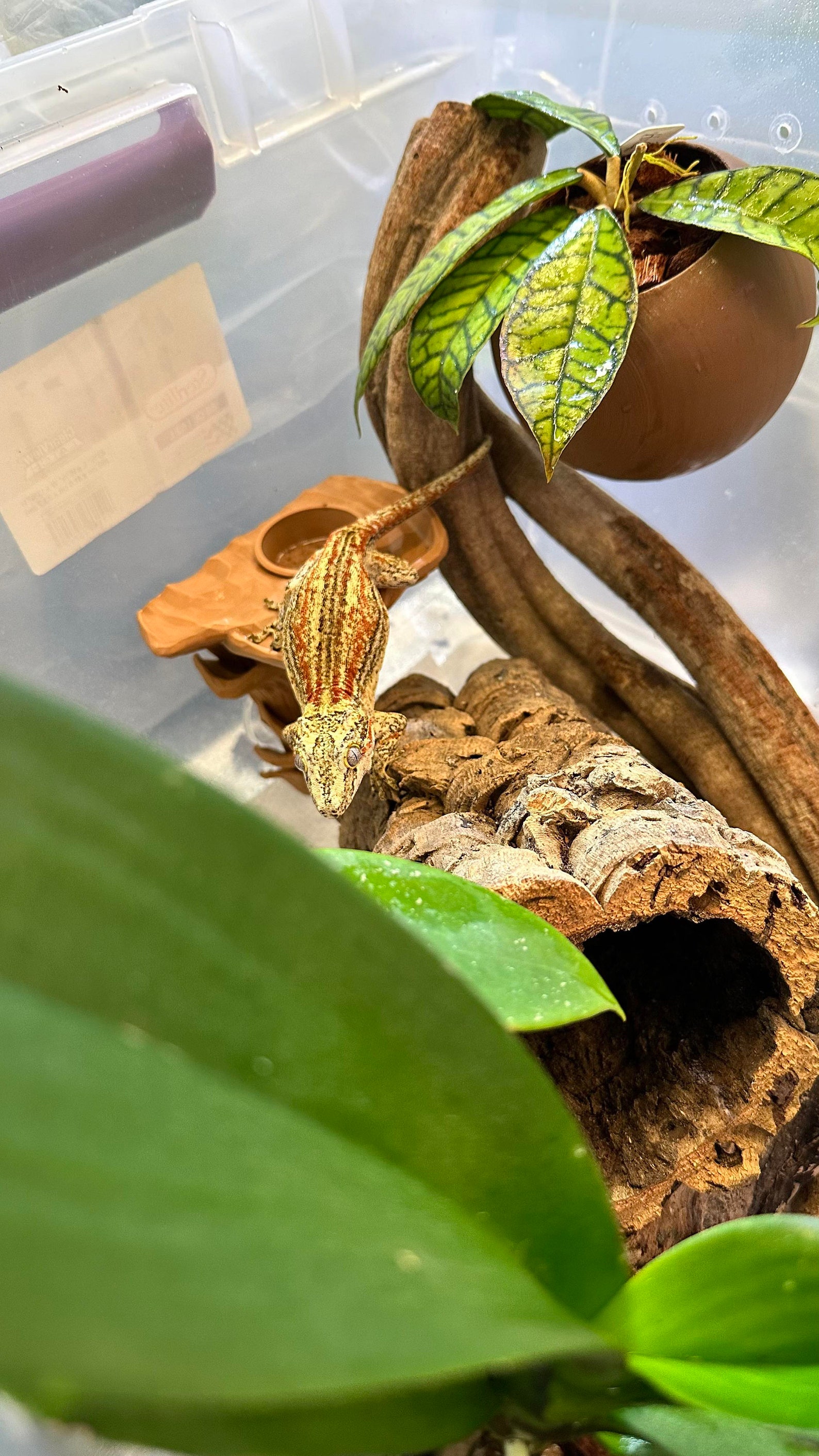 Mushroom Gecko Ledge Crested and Gargoyle Gecko Feeding Ledge Suction ...