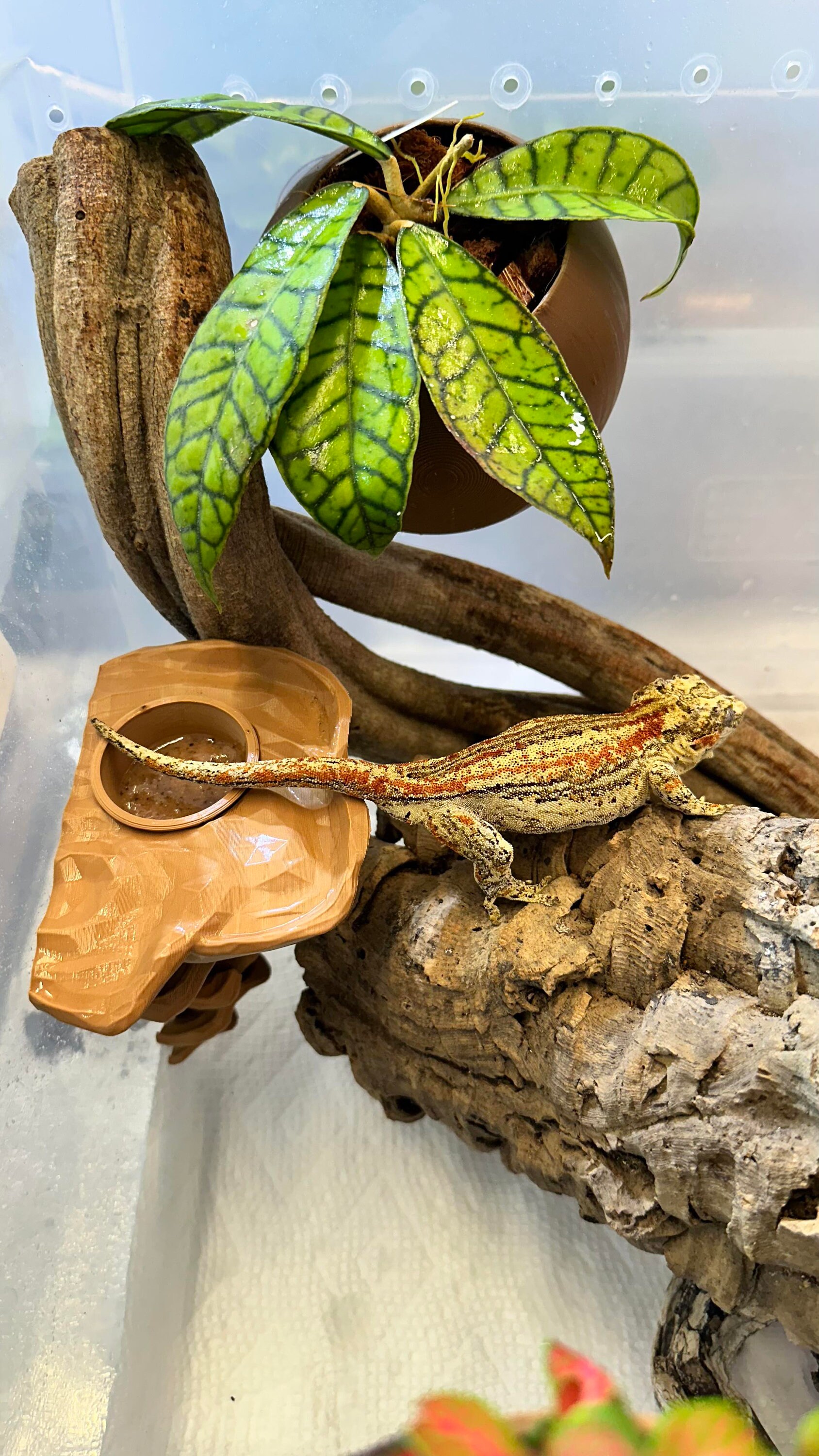 Mushroom Gecko Ledge Crested and Gargoyle Gecko Feeding Ledge Suction ...