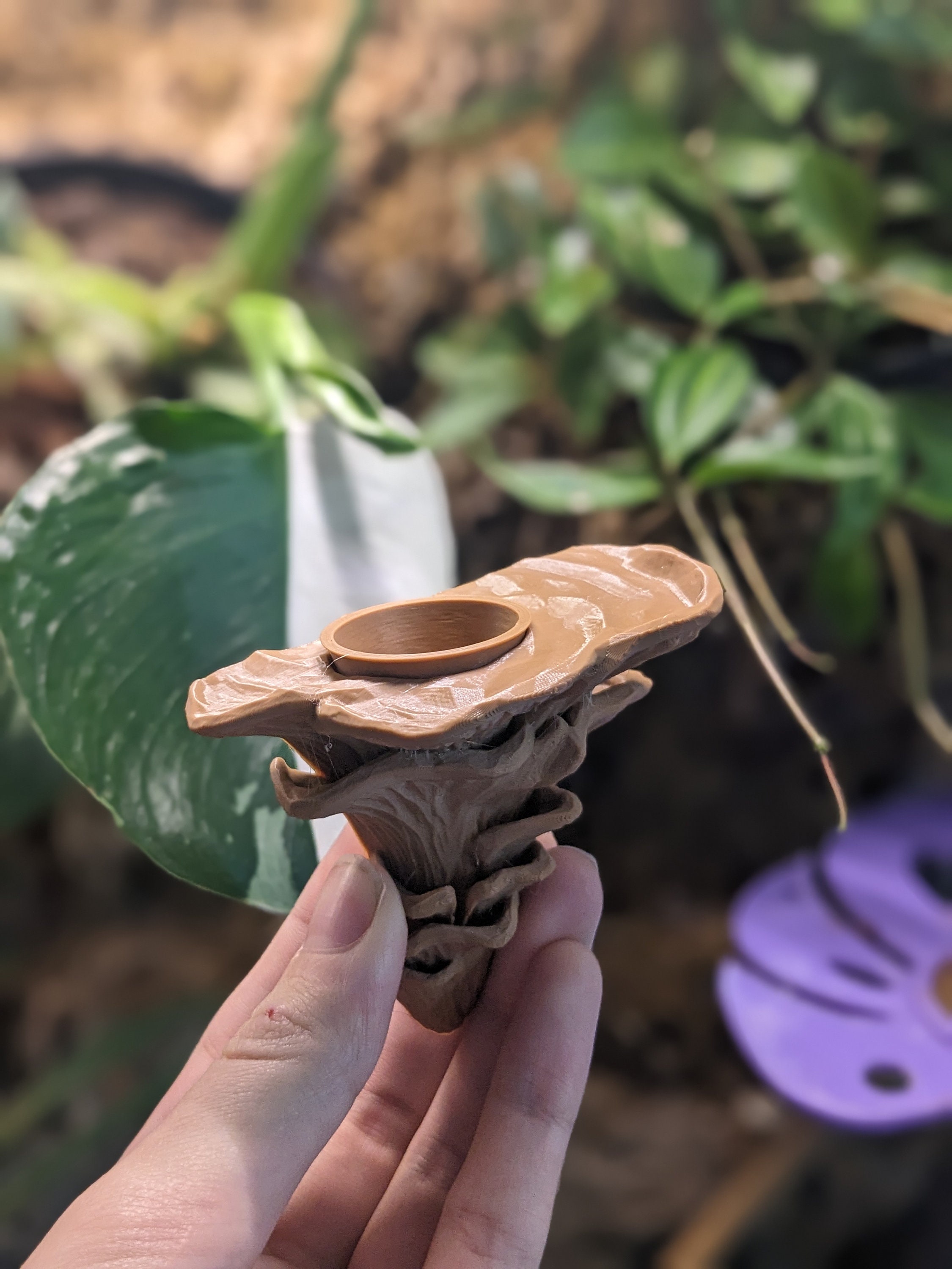 Hatchling Mushroom Gecko Ledge Crested and Gargoyle Gecko Feeding Ledge ...