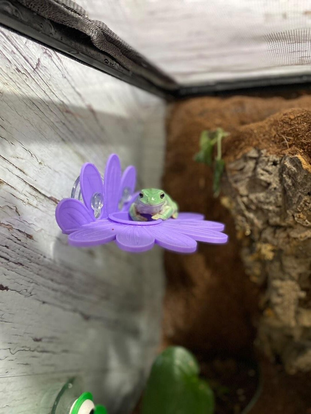 Daisy Flower Feeding Ledge With Dish Crested Gecko Reptile Gecko Food ...