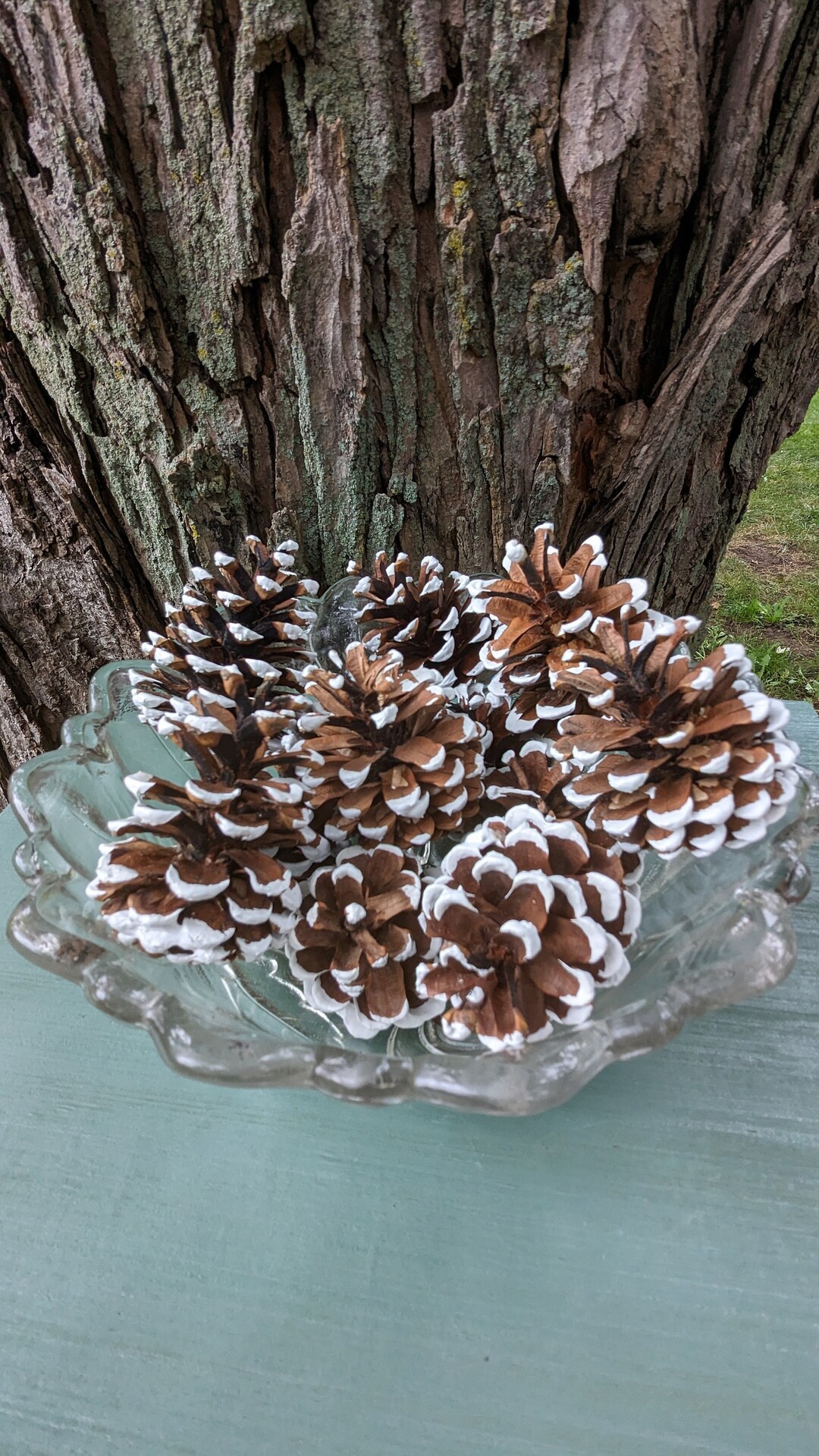 Pine Cone White Tipped Pine Cone Craft Pinecones Natural - Etsy