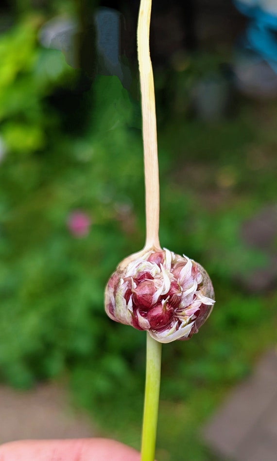 Wild Garlic Seed