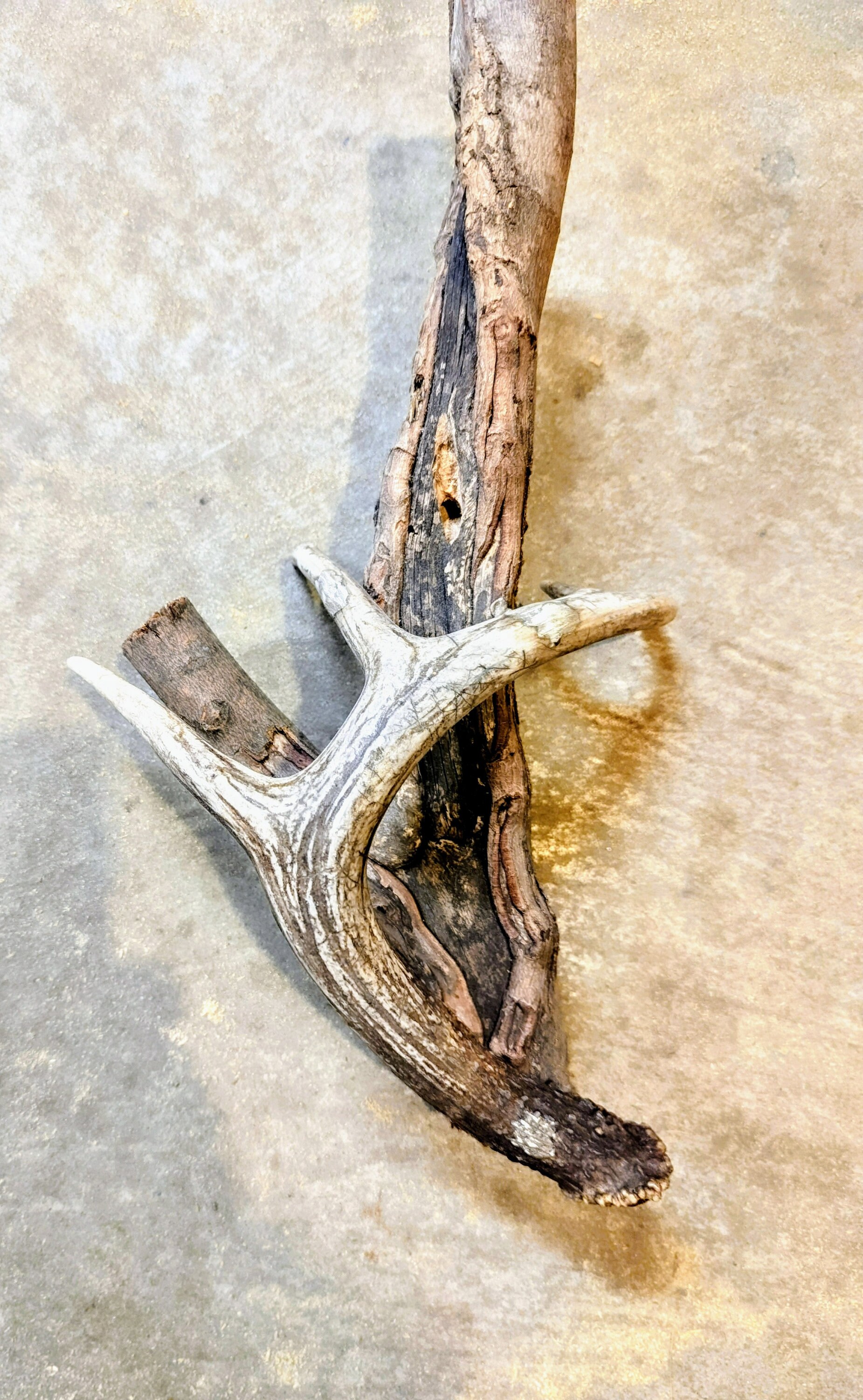 5 Point Antler Attached to a Log - Etsy
