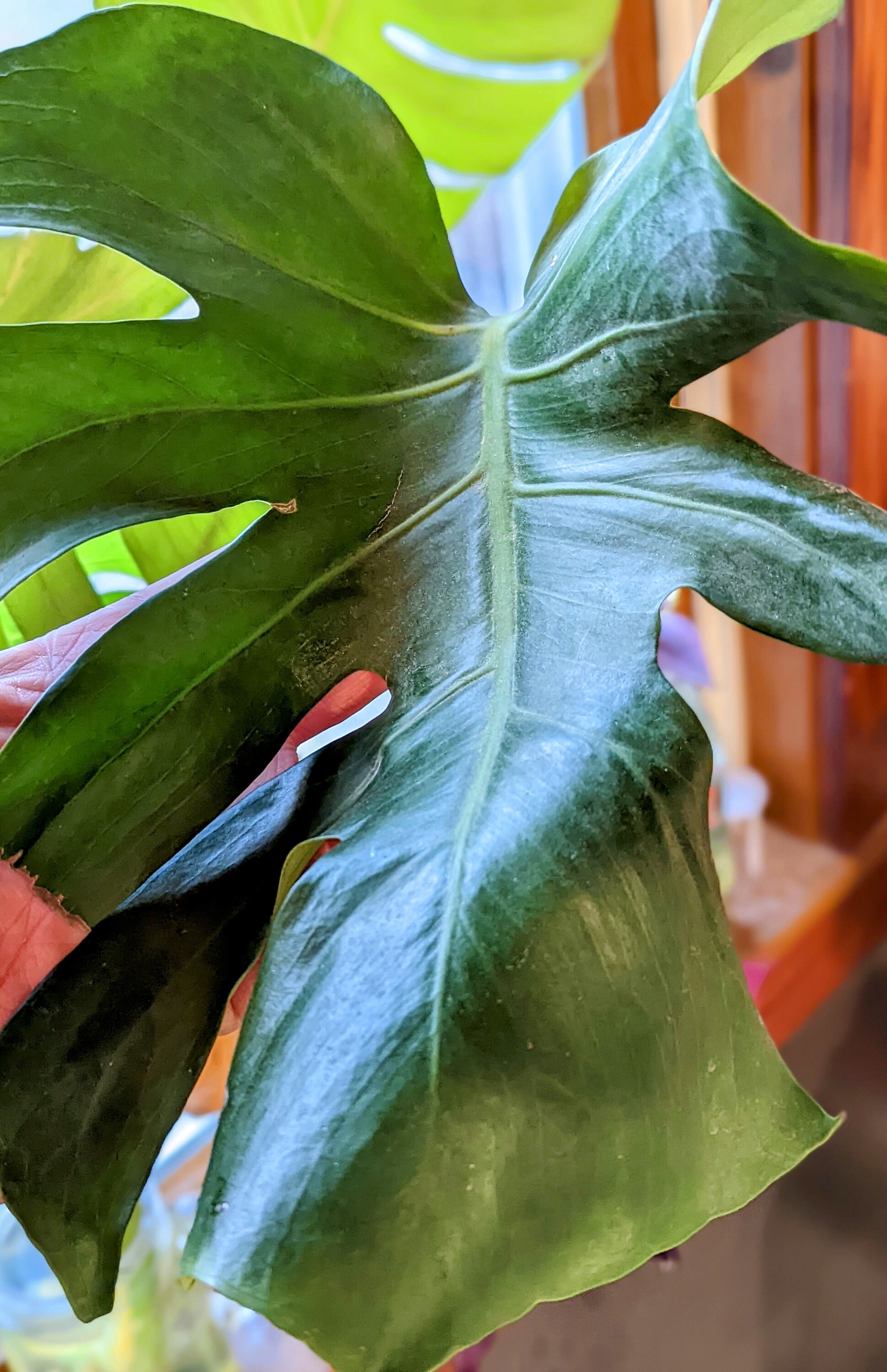 Monstera Deliciosa Tropical Houseplant Rooted Cuttings. House Plant ...