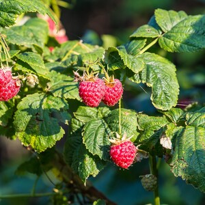 3 Gallon Pot of Red Raspberry Live Plants, Freshly Dug up and Shipped ...