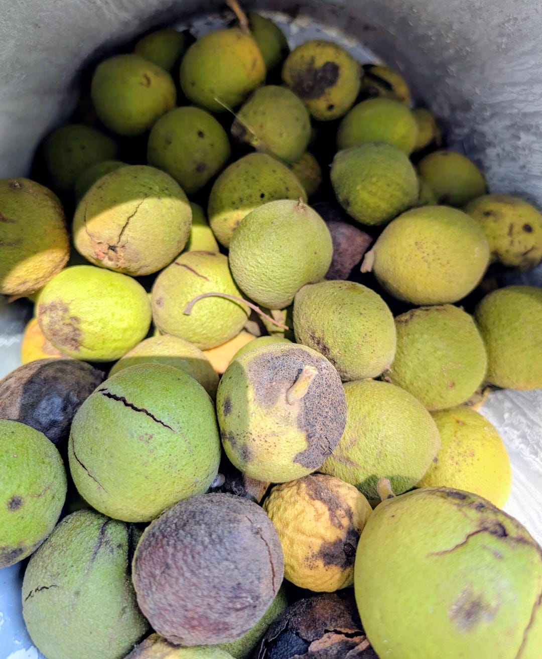 12 Fresh Black Walnuts Still in Husks. Can Be Used as Seeds to Grow ...
