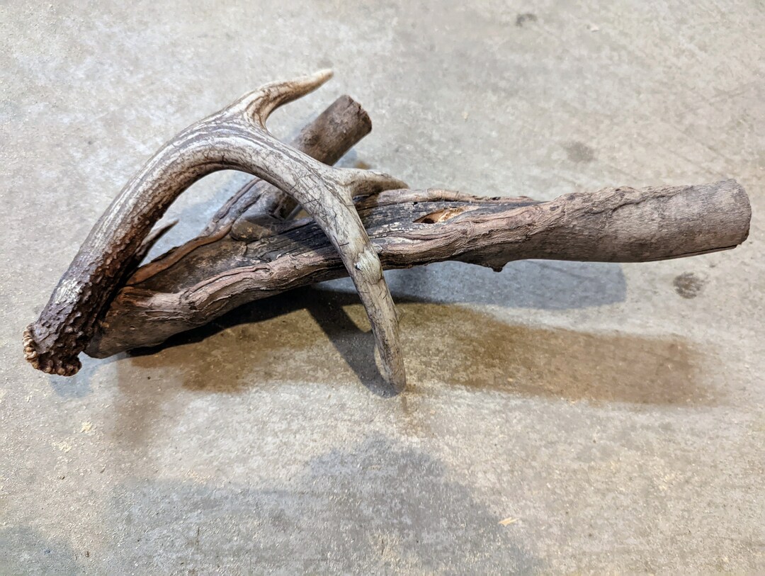 5 Point Antler Attached to a Log - Etsy