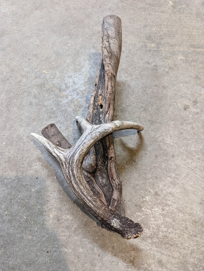 5 Point Antler Attached to a Log - Etsy