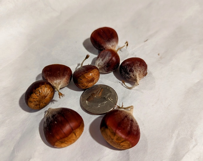 Extremely Rare American Chestnut Tree Seeds (castanea Dentata ...