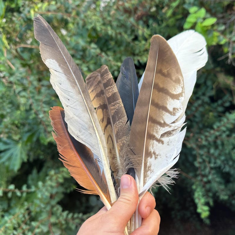Authentic Eagle Feather - Etsy UK