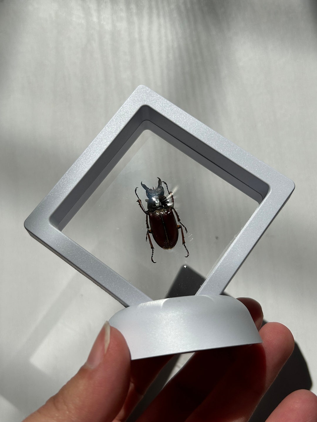 Framed Stag Beetle Oddity Floating Frame Insect Taxidermy Brown Stag ...