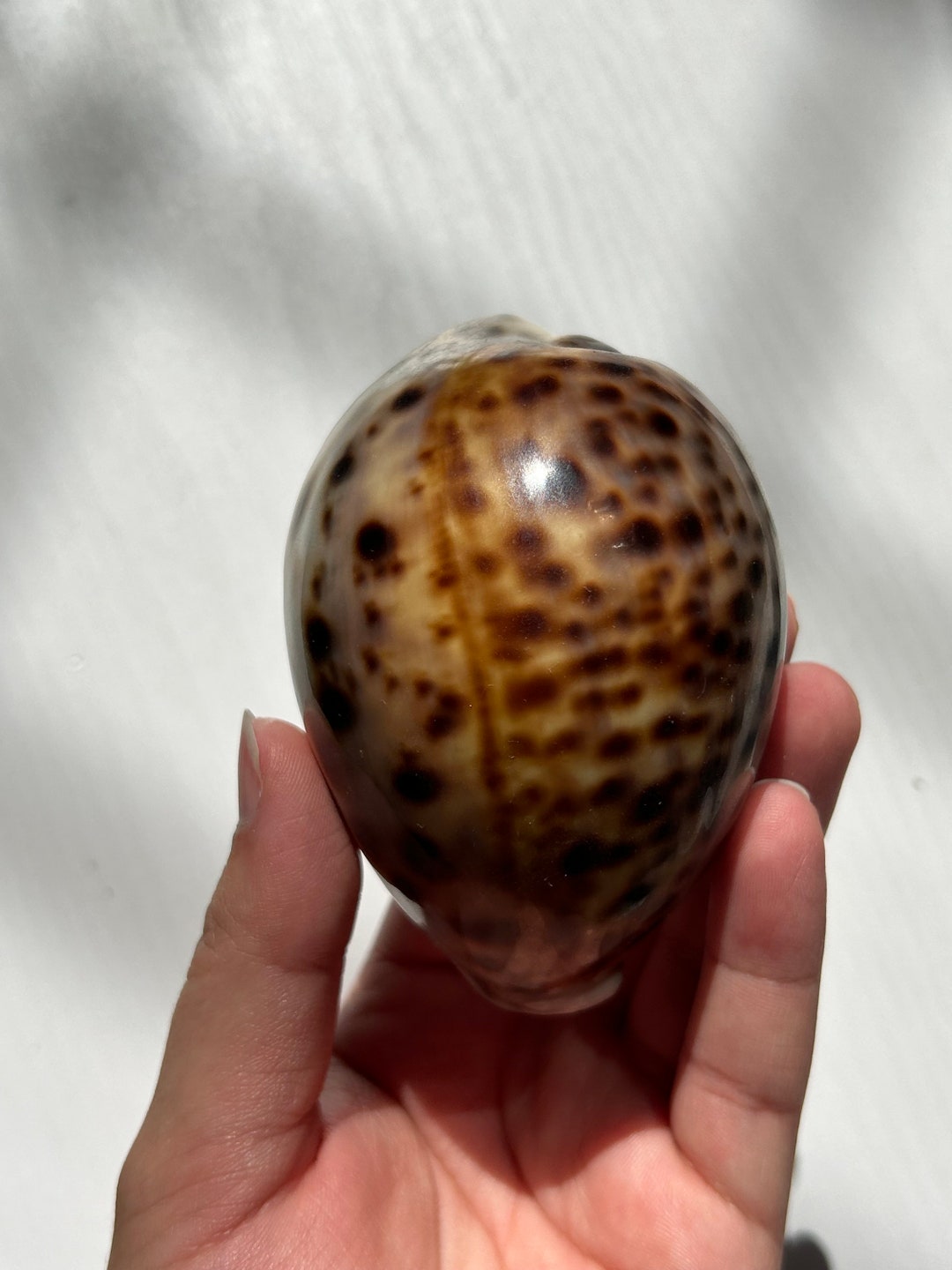 Tiger Cowrie Seashell - Etsy
