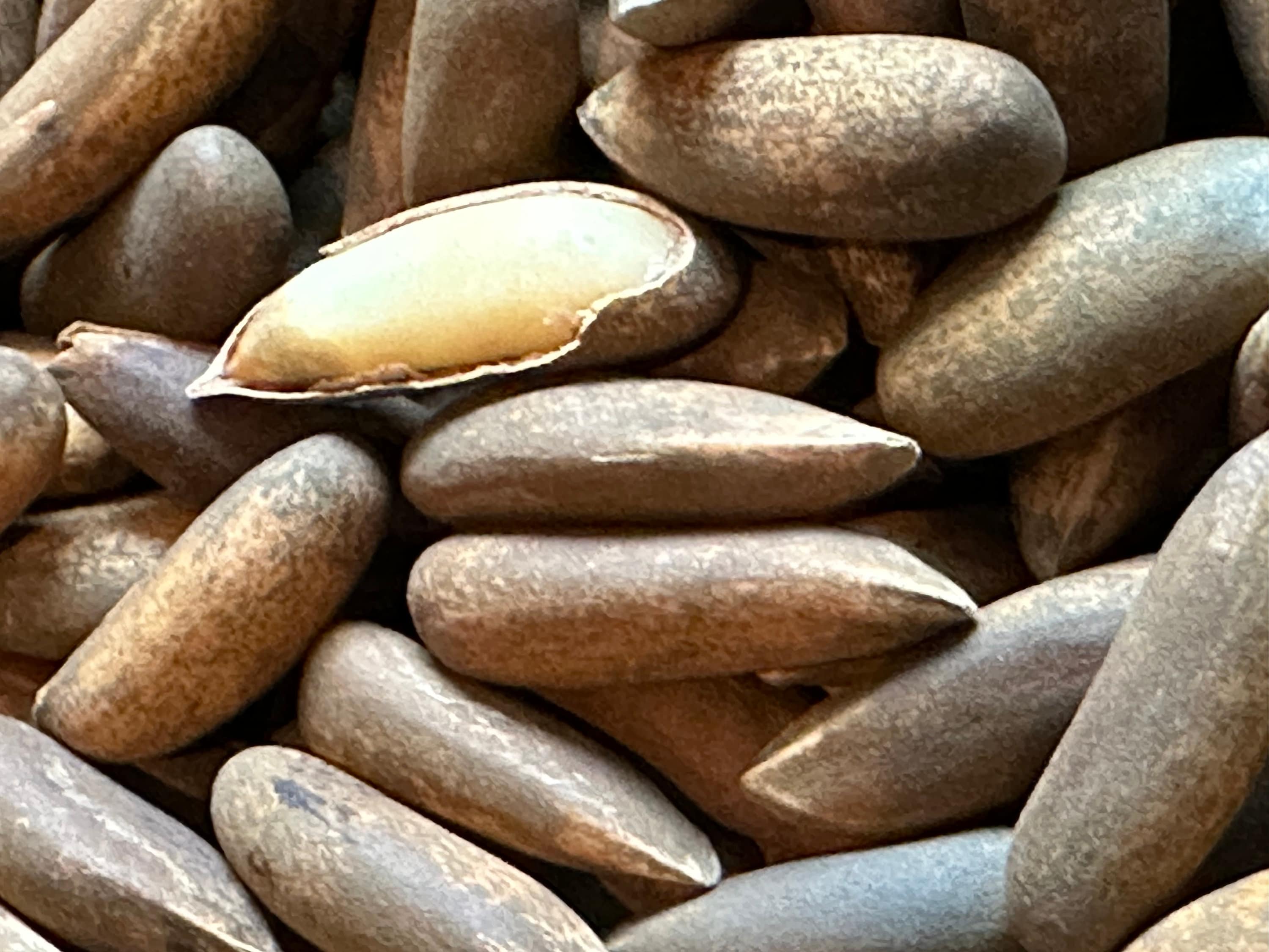 Afghan Pine Nut Chilgoza Premium Freshly Roasted to Perfection - Etsy