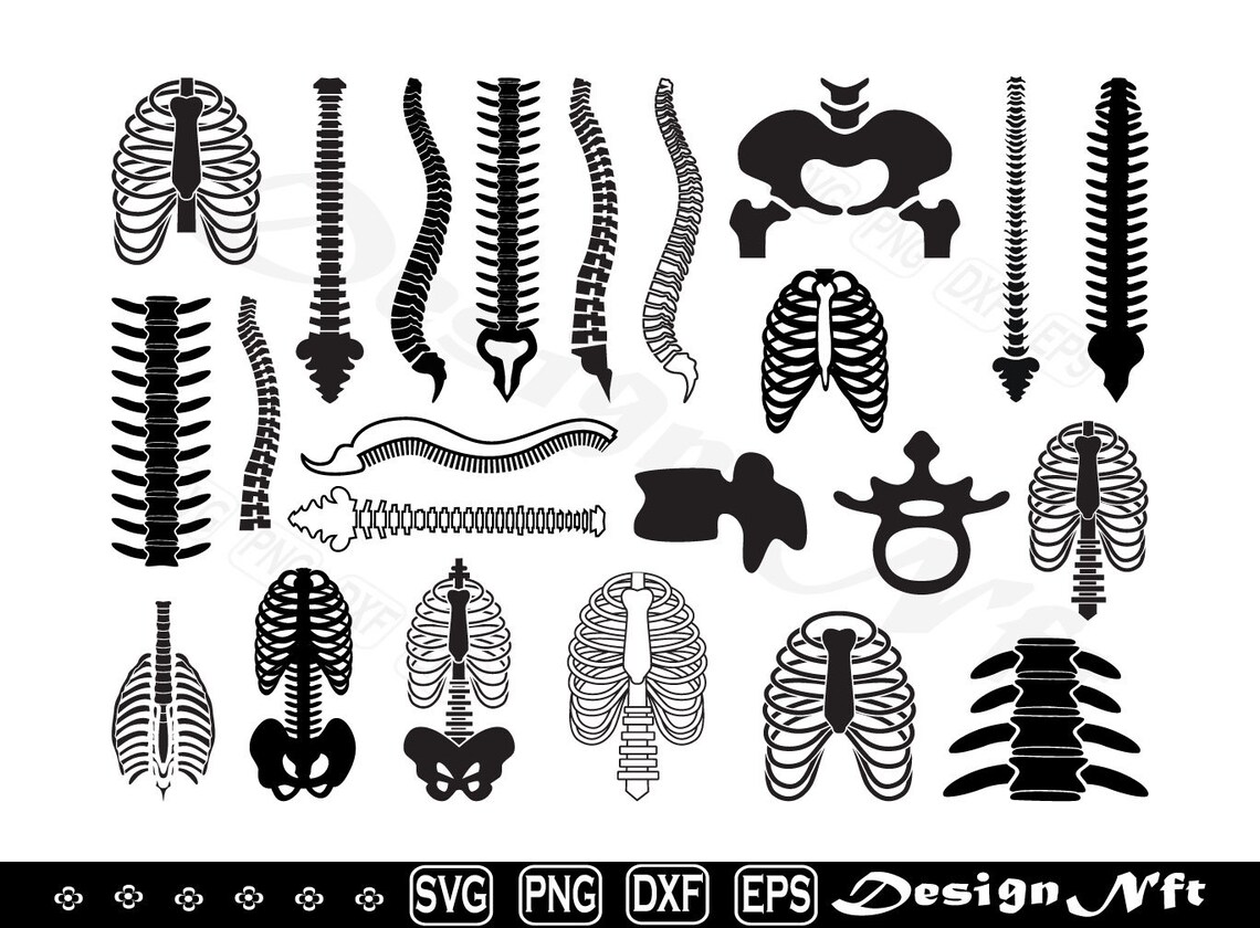 Anatomy Svg Anatomy Spine Svg Spine Svg Cut File for - Etsy Canada