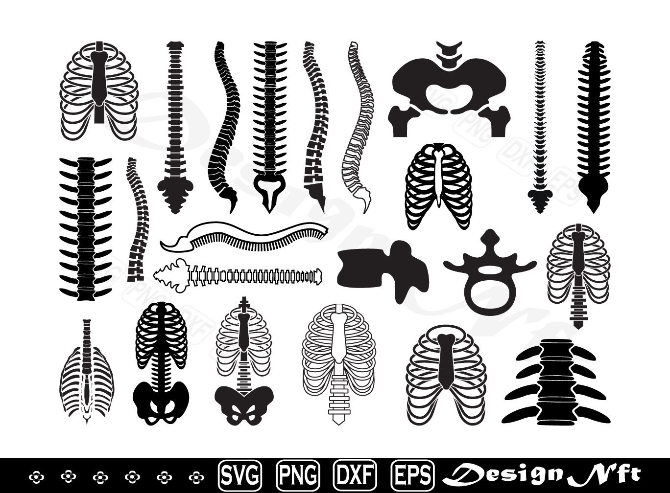 Anatomy Svg, Anatomy Spine Svg, Spine Svg, Cut File for Silhouette, Eps ...