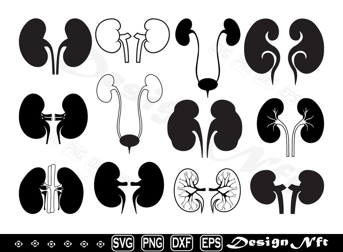Kidney Svg, Clipart, Cut Files for Silhouette, Vector, Dxf, Eps, Png ...