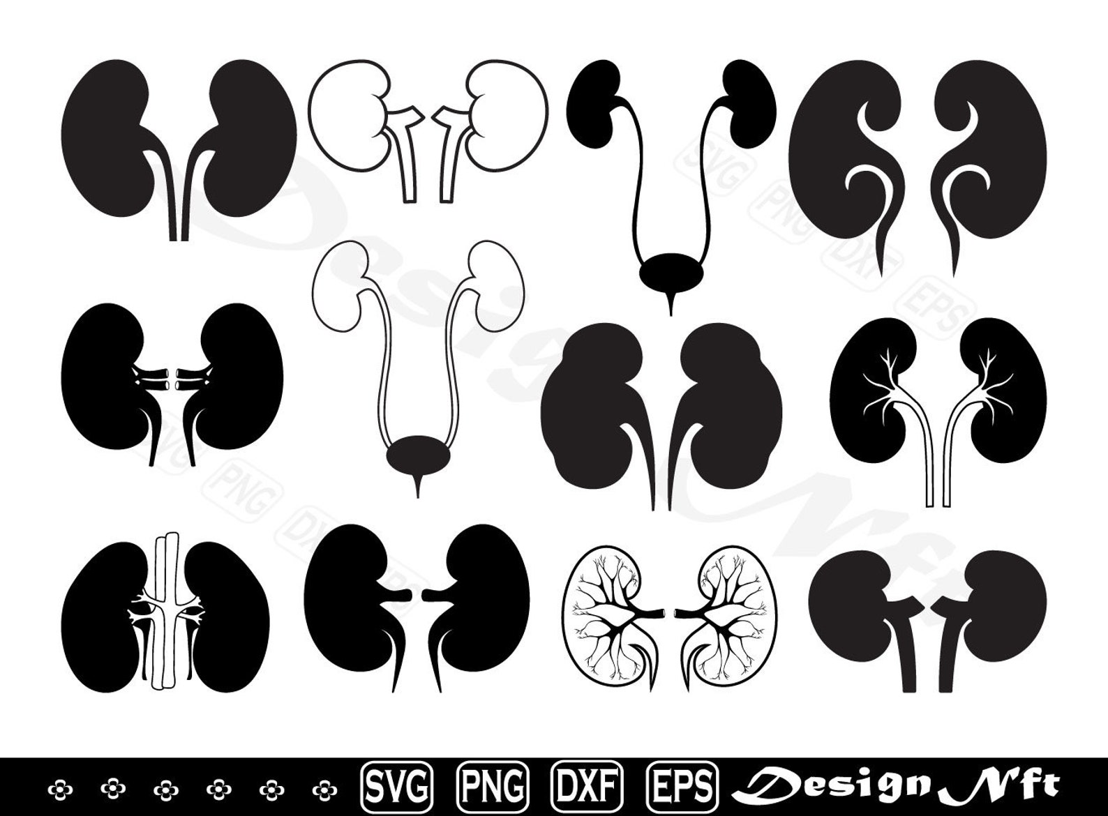 Kidney Svg, Clipart, Cut Files for Silhouette, Vector, Dxf, Eps, Png ...