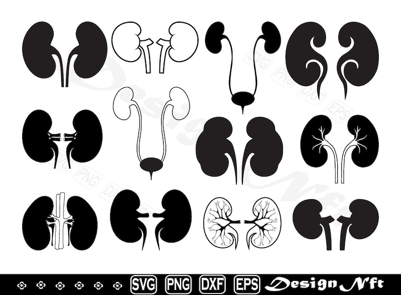Kidney Svg, Clipart, Cut Files for Silhouette, Vector, Dxf, Eps, Png ...