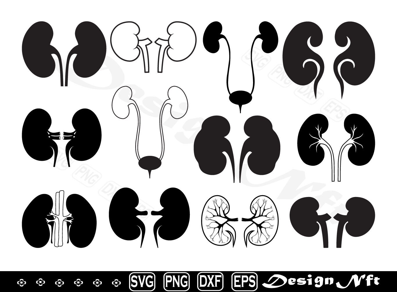 Kidney Svg, Clipart, Cut Files for Silhouette, Vector, Dxf, Eps, Png ...