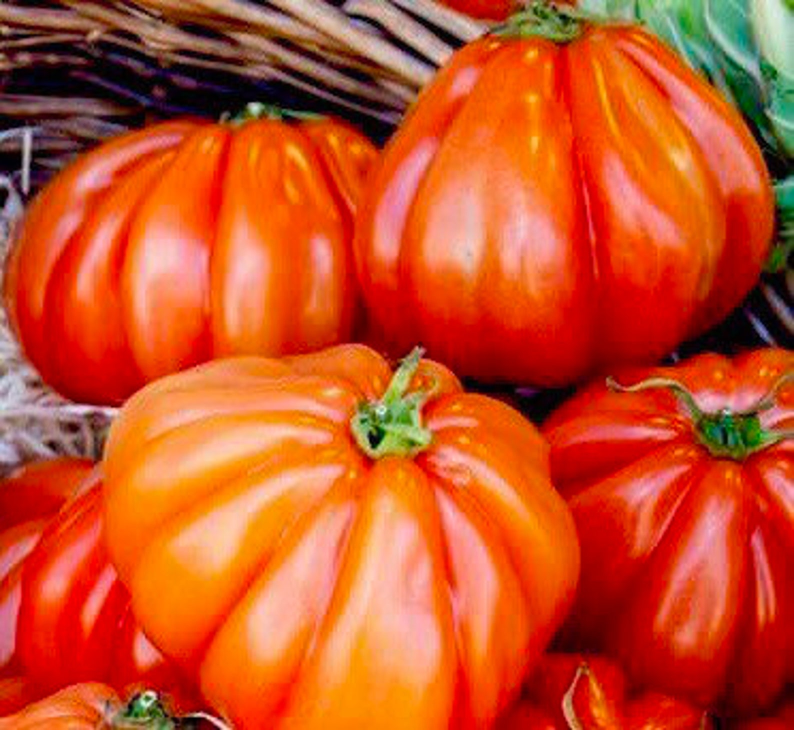 Grannys Throwing Tomato Seeds - Etsy Canada