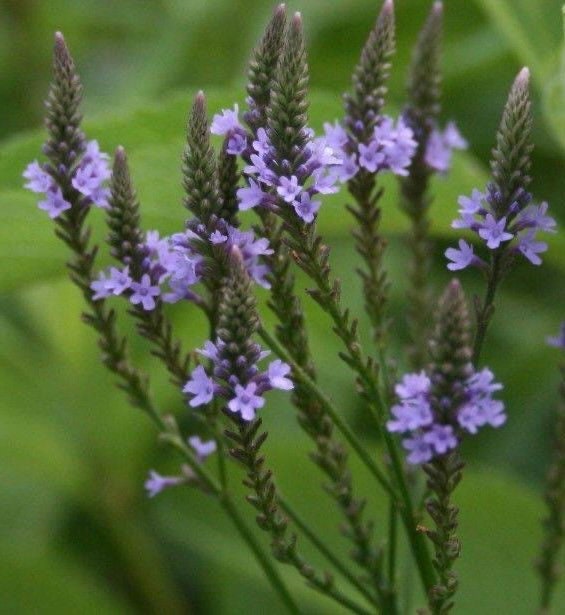 Blue Vervain verbena Hastata - Etsy Canada