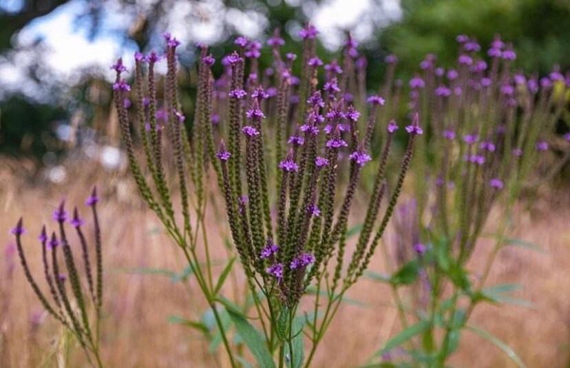 Blue Vervain verbena Hastata - Etsy Canada