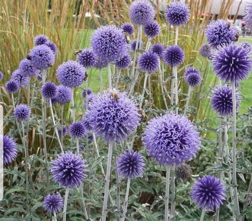 Blue Glow Globe Thistle Seeds (echinops Bannaticus) - Etsy Canada