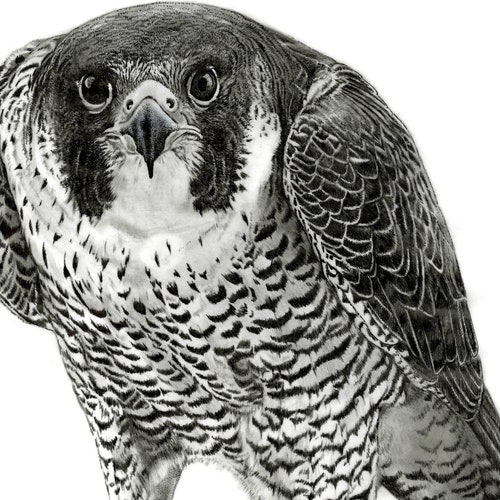 Peregrine Falcon Drawing by Wildlife Artist Julie Anne Collier - Etsy