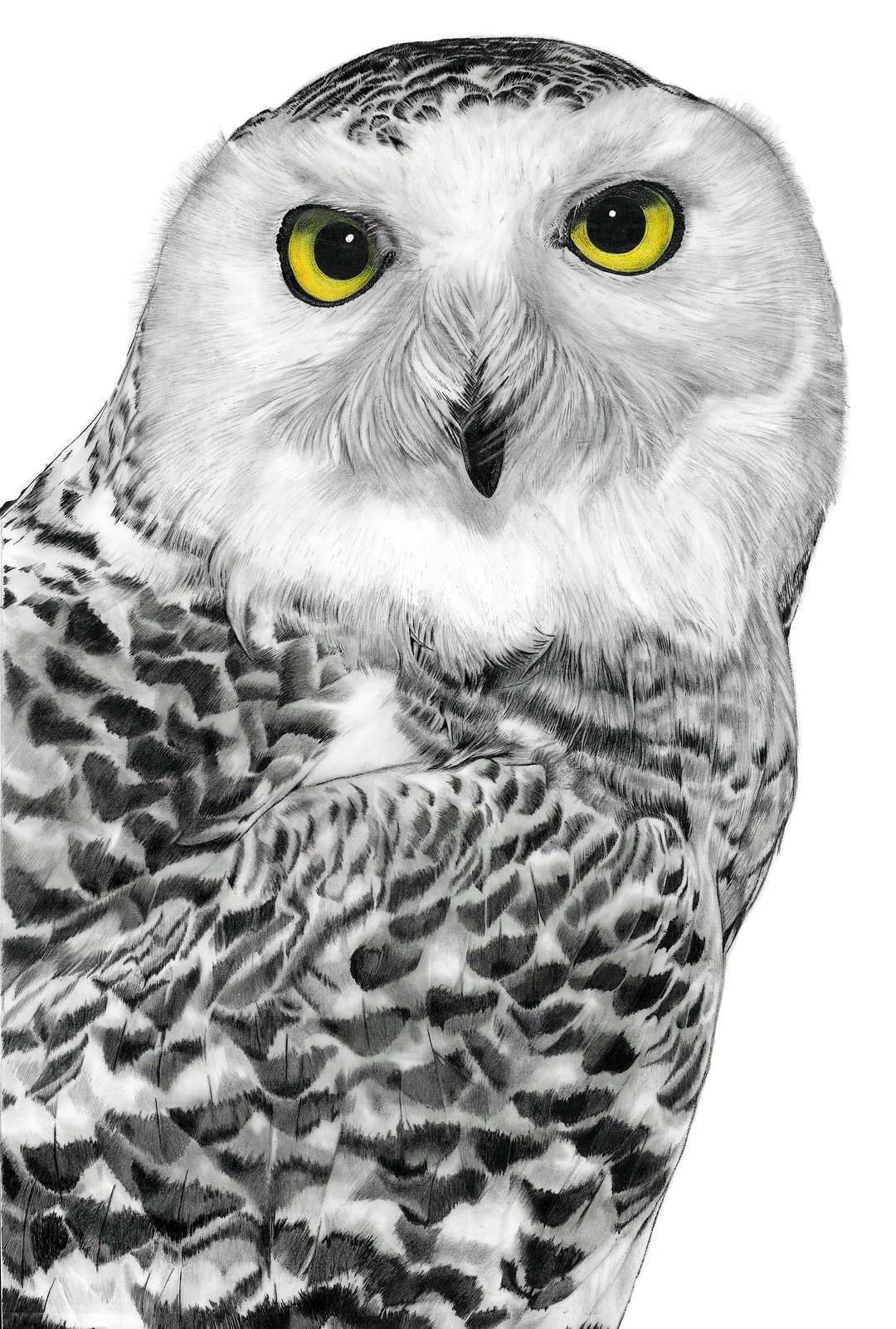 Snowy Owl Drawing by Wildlife Artist Julie Anne Collier 8.5 X 11 Giclee ...