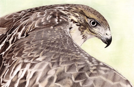 Red-tailed Hawk Drawing by Wildlife Artist Julie Anne Collier | Etsy