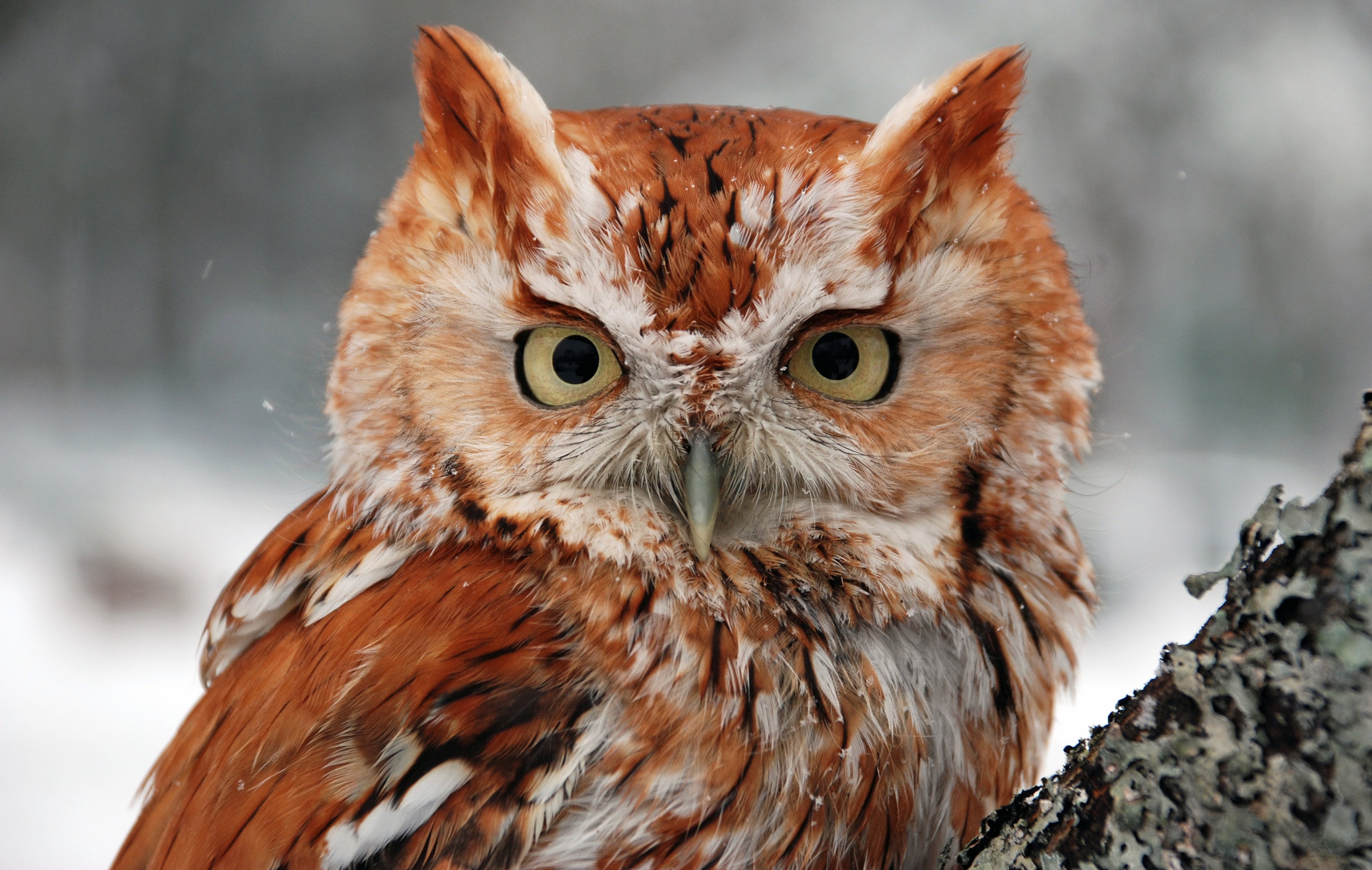 Eastern Screech Owl Red
