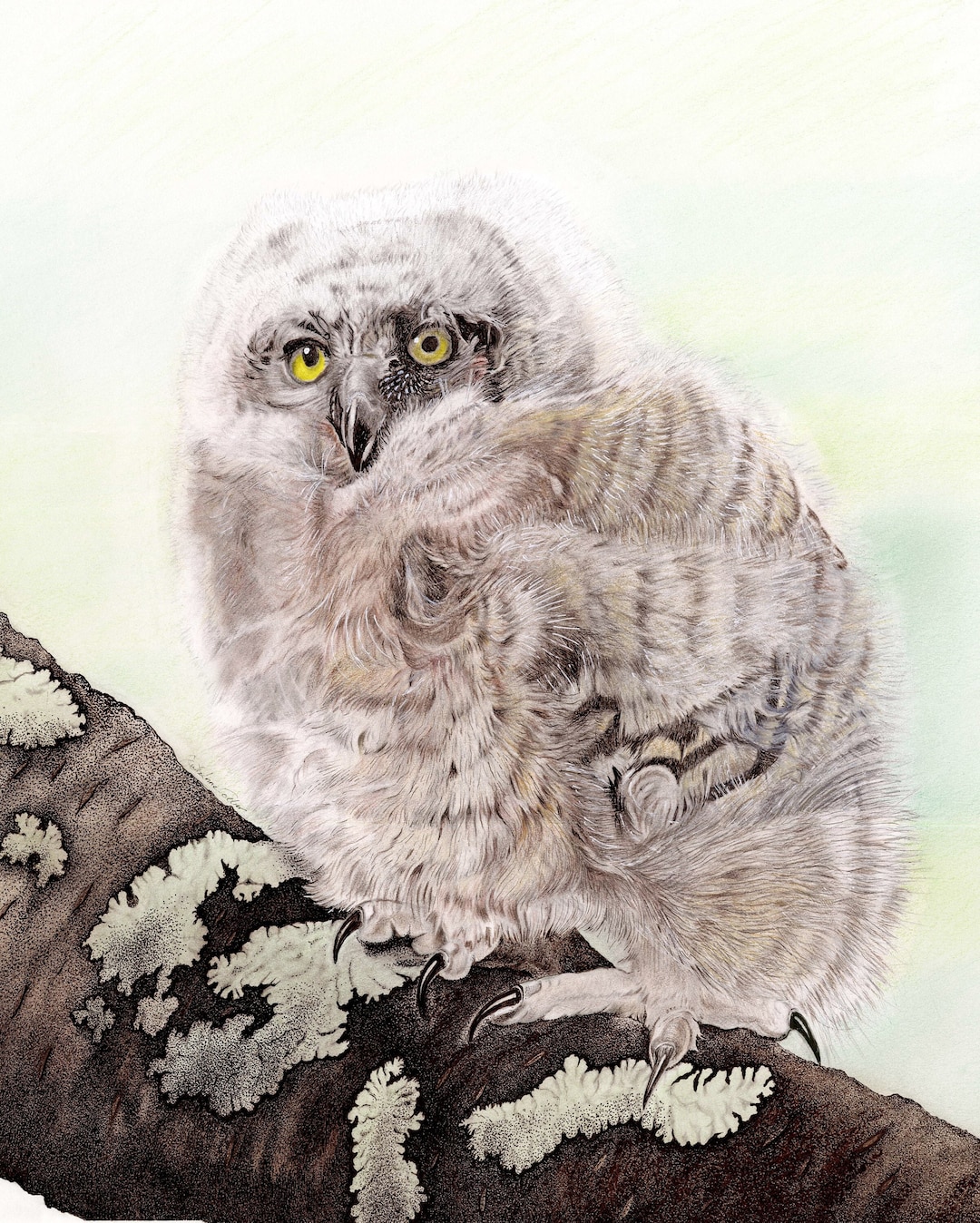 Great Horned Owl "owlet" Drawing by Wildlife Artist Julie Anne Collier ...