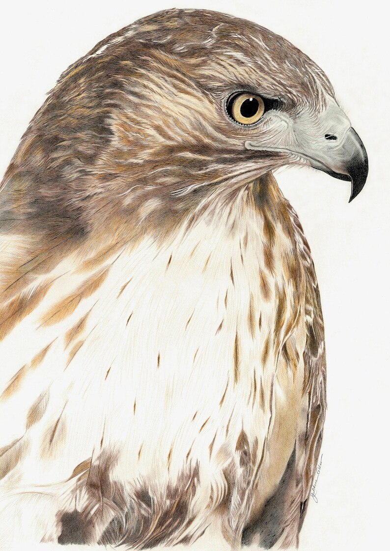 Red-tailed Hawk Drawing by Wildlife Artist Julie Anne Collier 8.5 X 11 ...