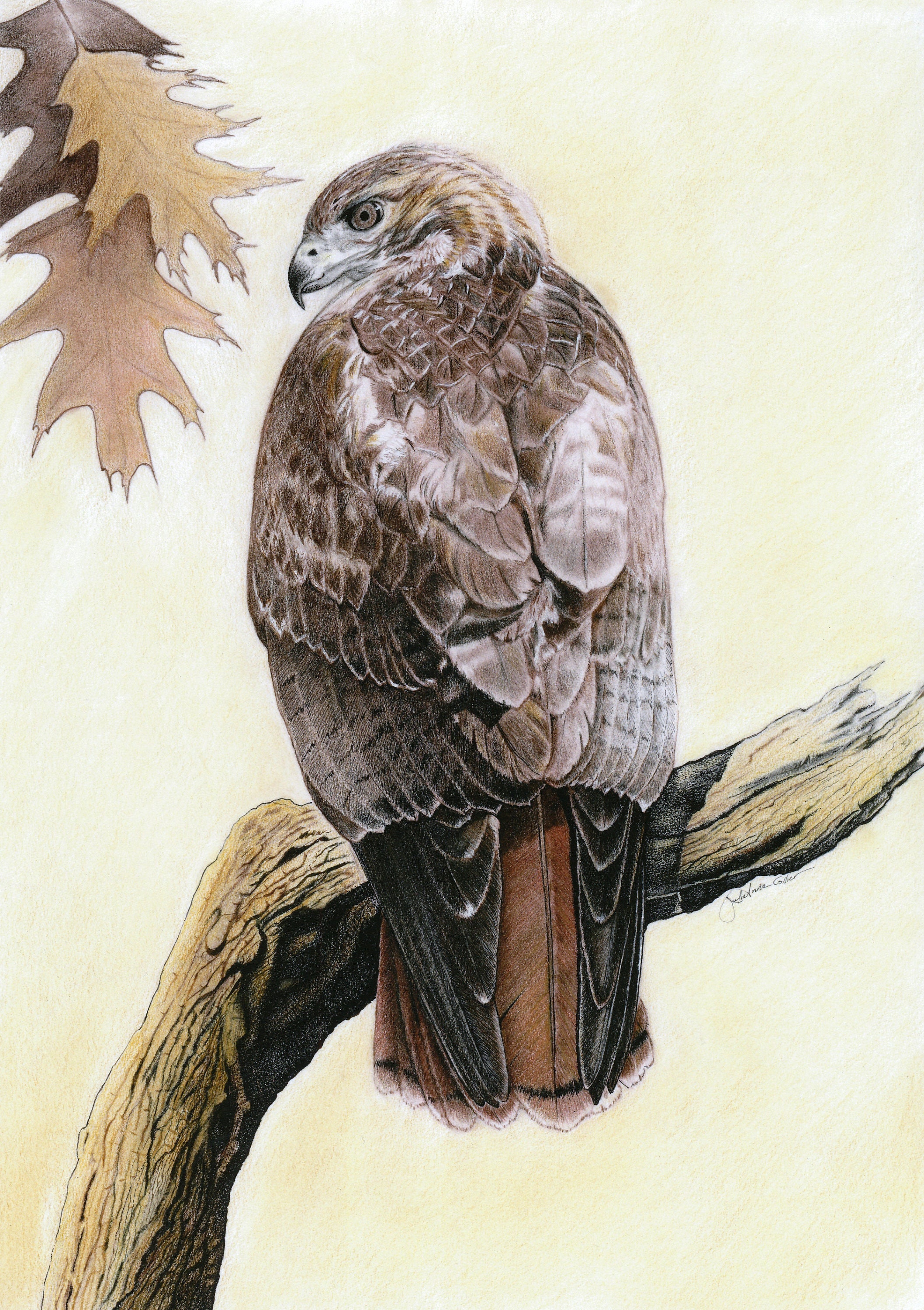 Red-tailed Hawk Drawing by Wildlife Artist Julie Anne Collier 8.5 X 11 ...