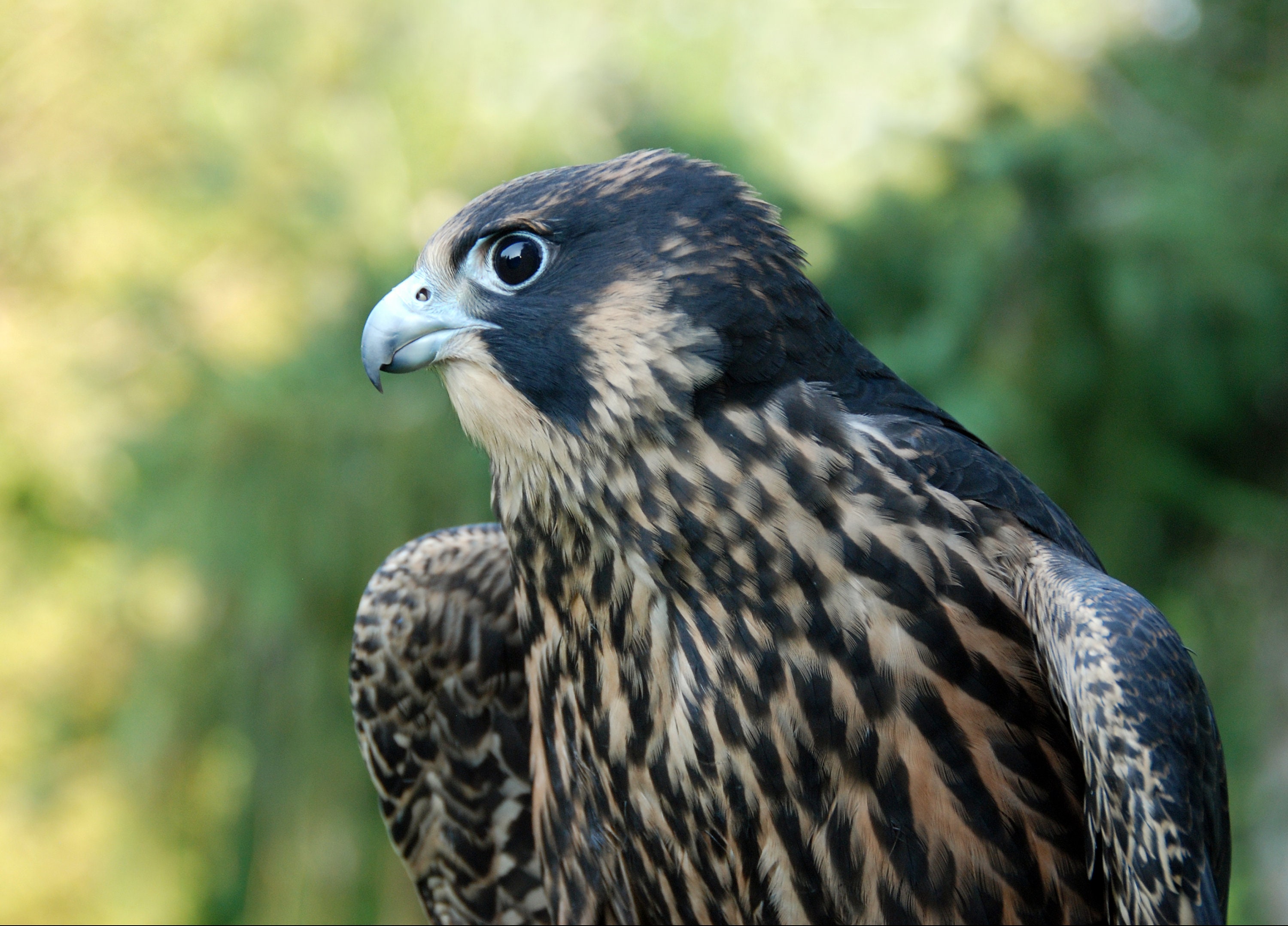 Peregrine Falcon Beak