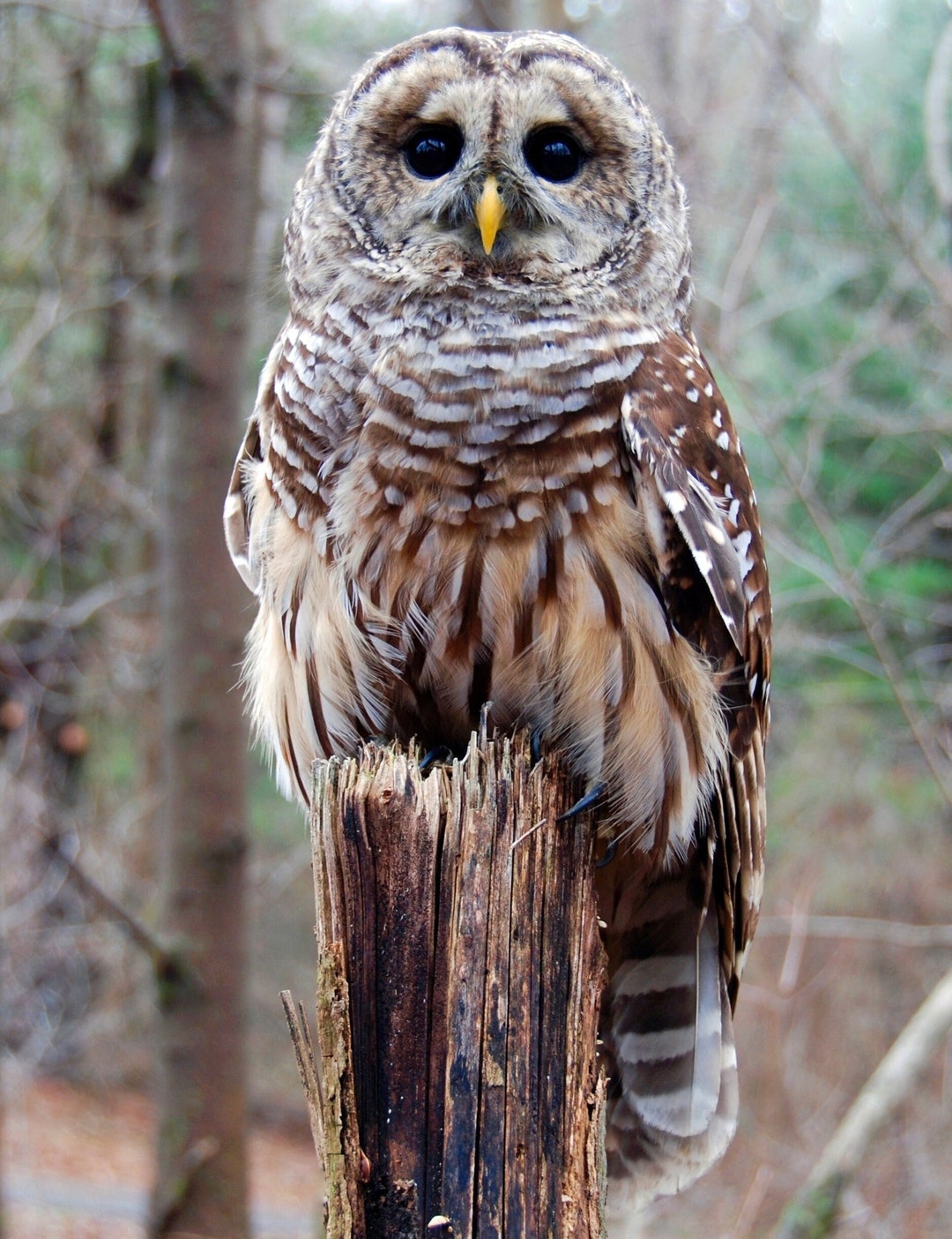 Barred Owl Female 8.5 X 11 Archival Print - Etsy