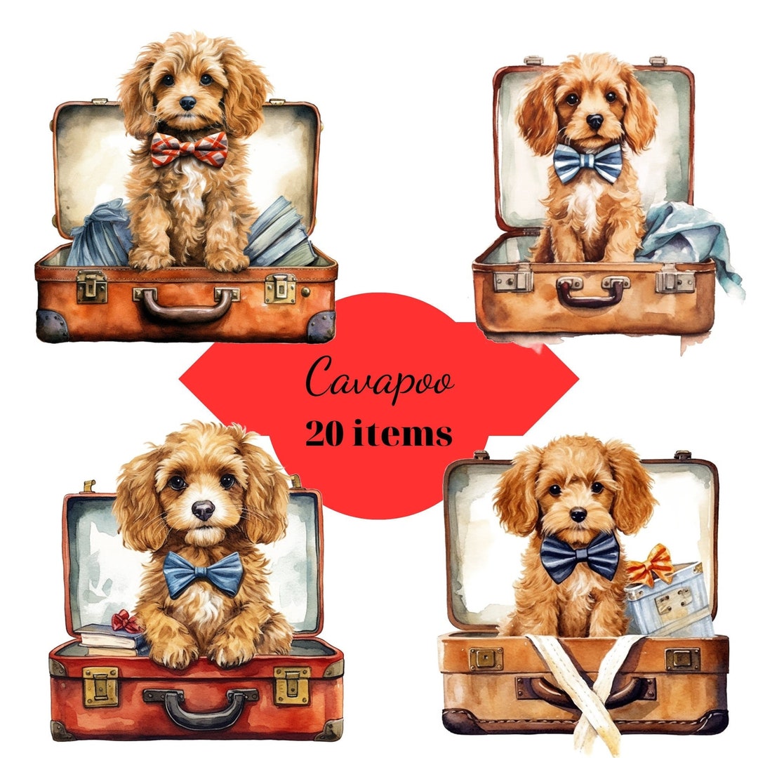 Cavapoo Clipart Bundle 20 High-quality Pngs Digital - Etsy