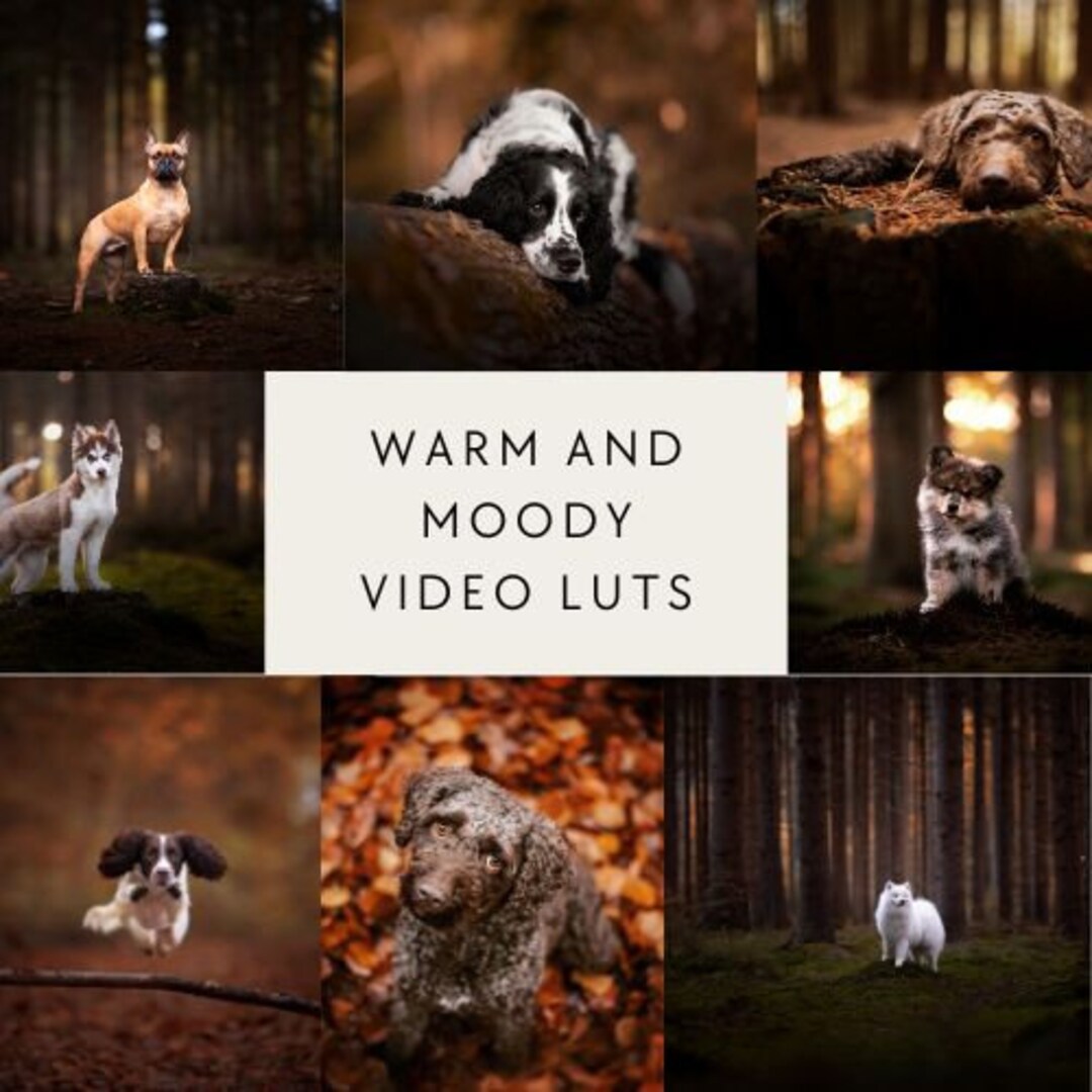 15 Warm and Moody Luts for Final Cut Pro Luts, Film Luts, Luts for ...