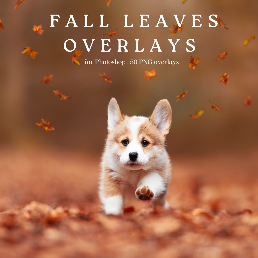 50 Fall Leaves Overlays for Photoshop - Etsy
