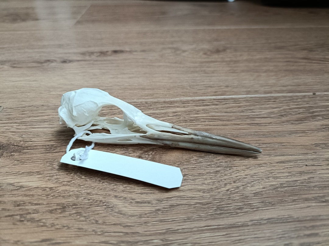 Crested Grebe Skull podiceps Cristatus - Etsy