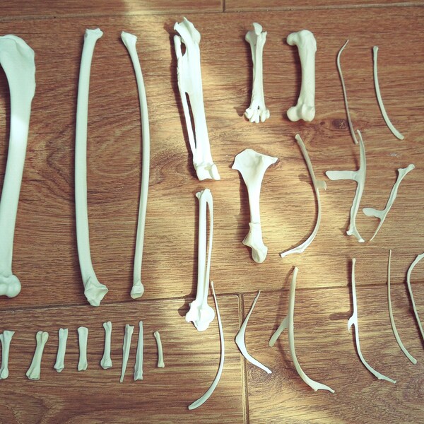 Bird Bones - Etsy