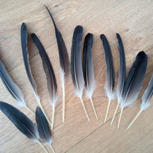 Real Feathers - Etsy