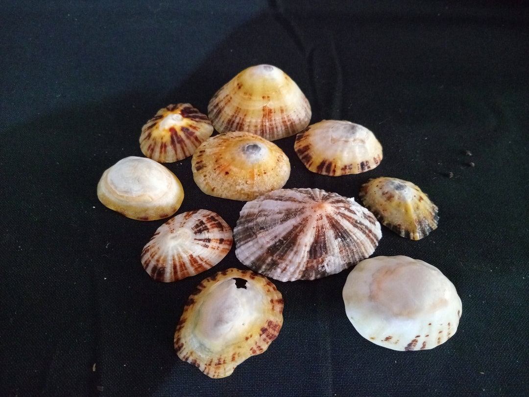10 Shells Lapa pastella Bulgata Color - Etsy