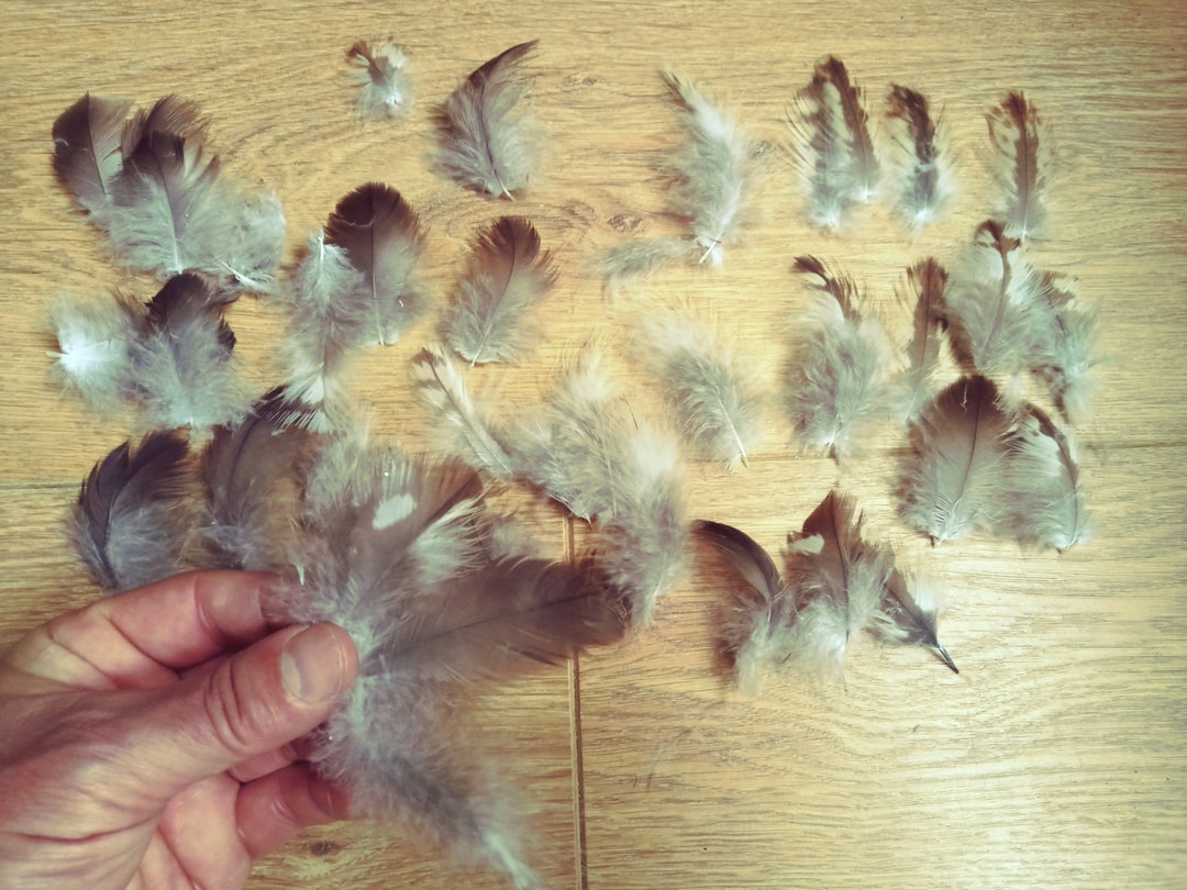Small Bird Feathers for Decoration, Crafts, Collection Etc. - Etsy