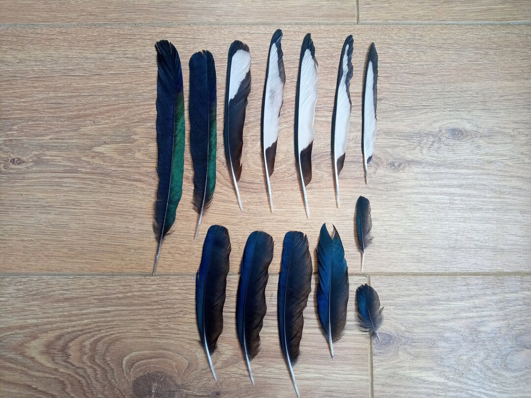 Magpie Feather Set pica Pica - Etsy