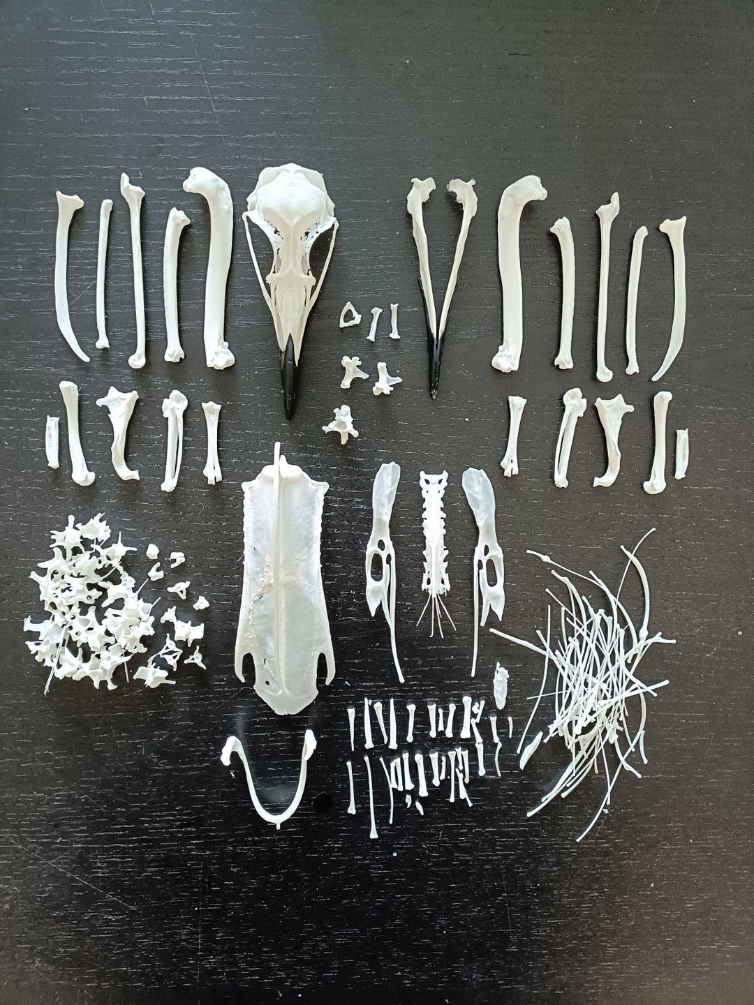 Common Auk alca Torda Skeleton to Assemble - Etsy